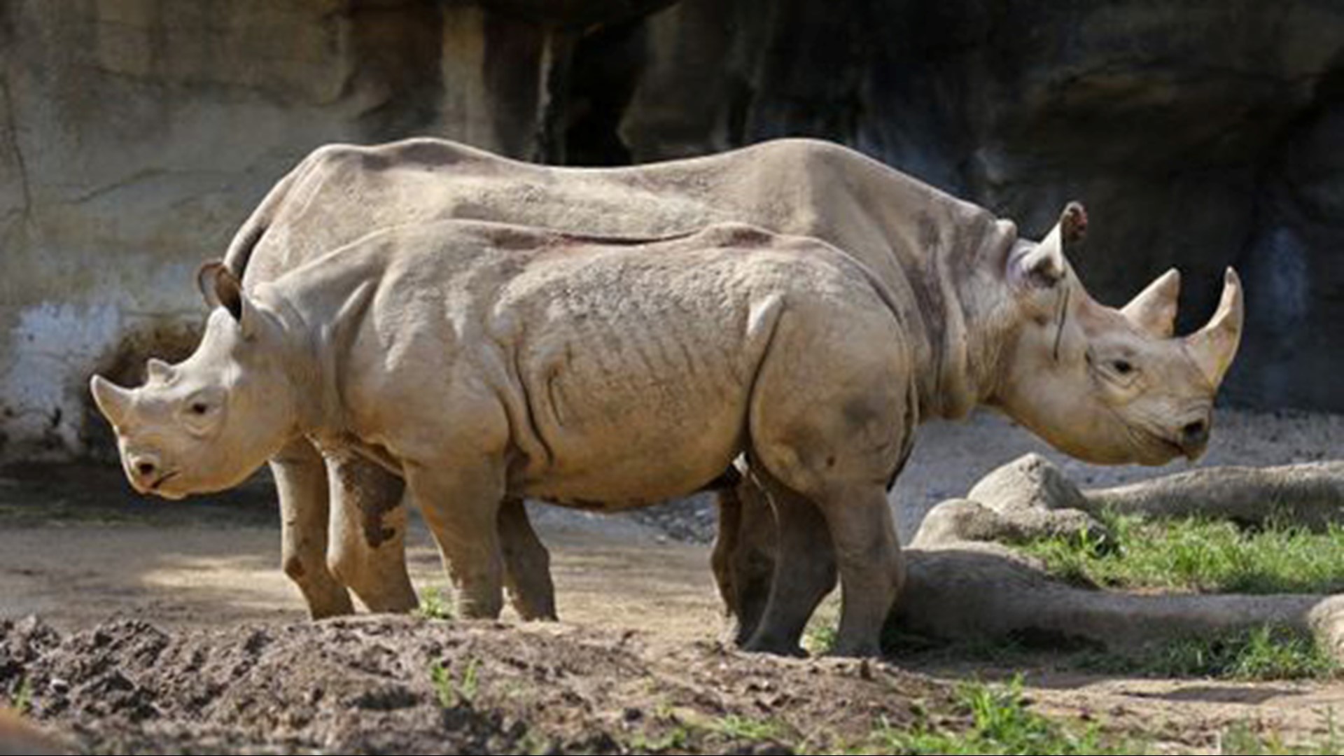 Baby rhino bites Cincinnati Zoo patron | kgw.com