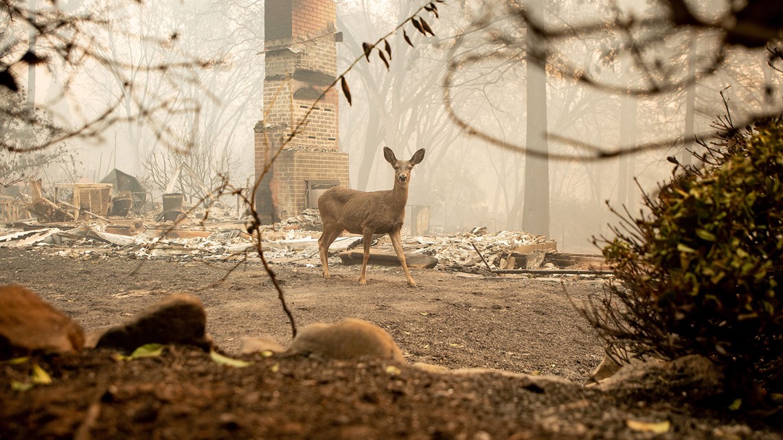 Thousands of animals displaced by California wildfires | kgw.com