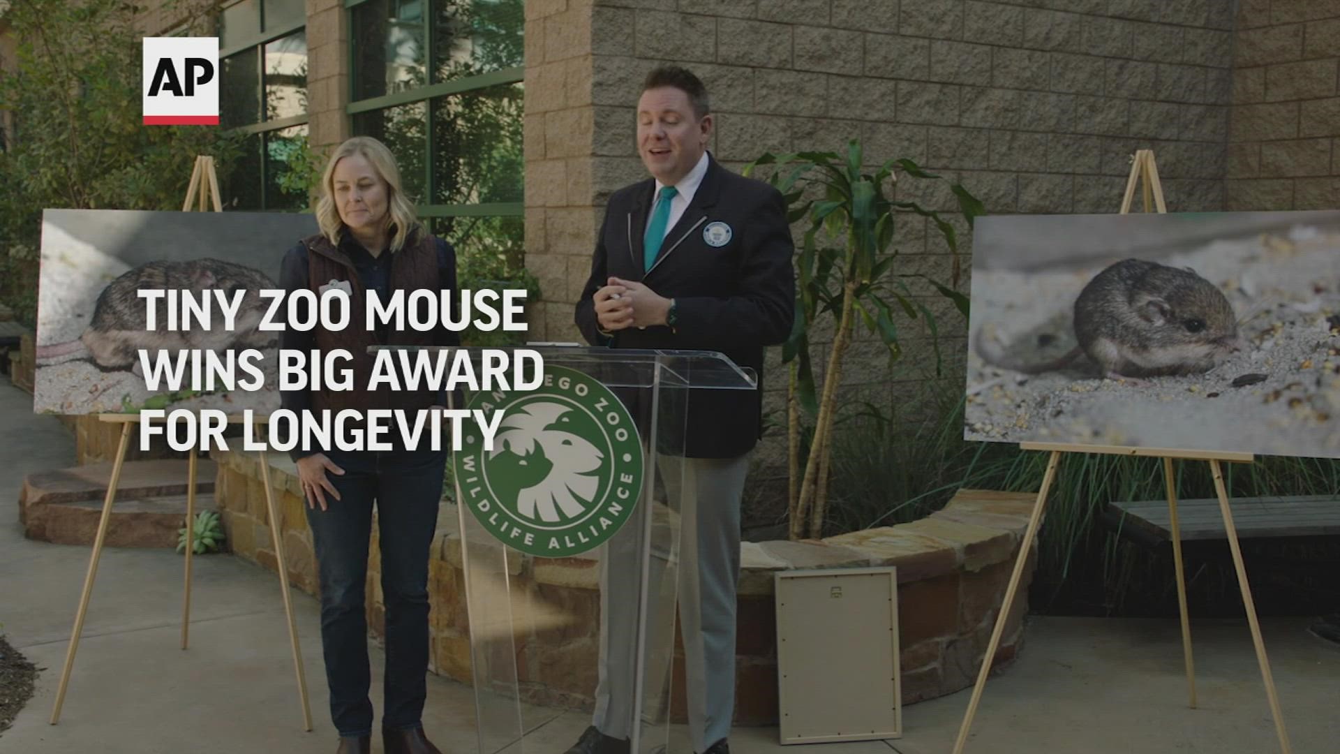 Oldest mouse? San Diego zoo mouse gets Guinness World Record | kgw.com