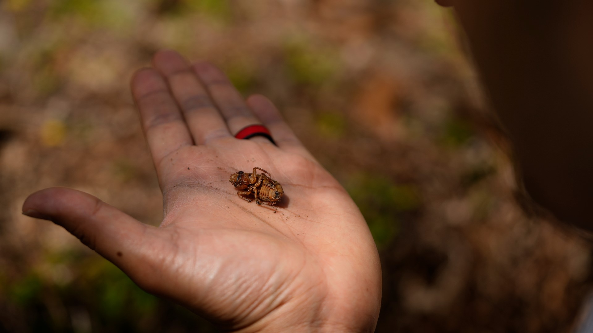 Cicada invasion: Trillions of cicadas will swarm US this spring | kgw.com