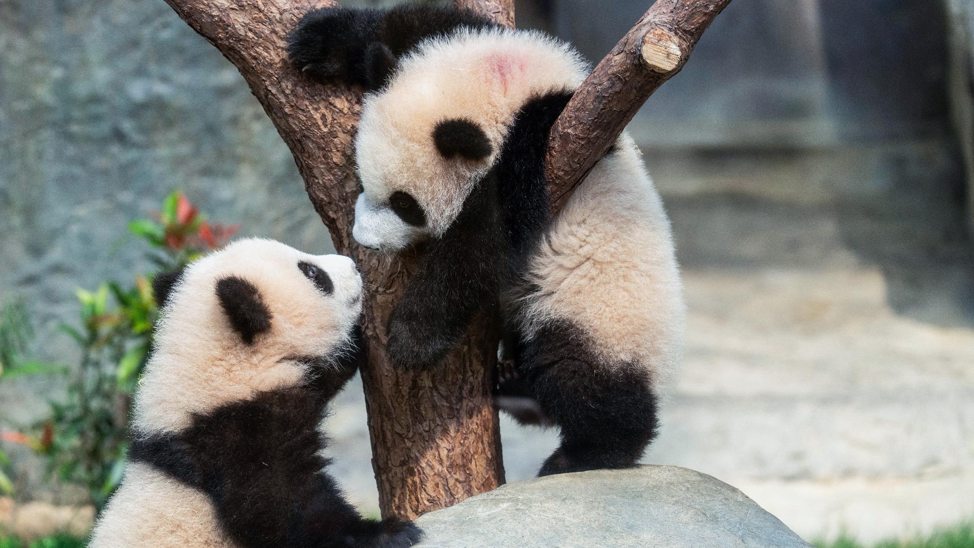 Panda craze: Hong Kong launches naming contest for twin cubs | kgw.com