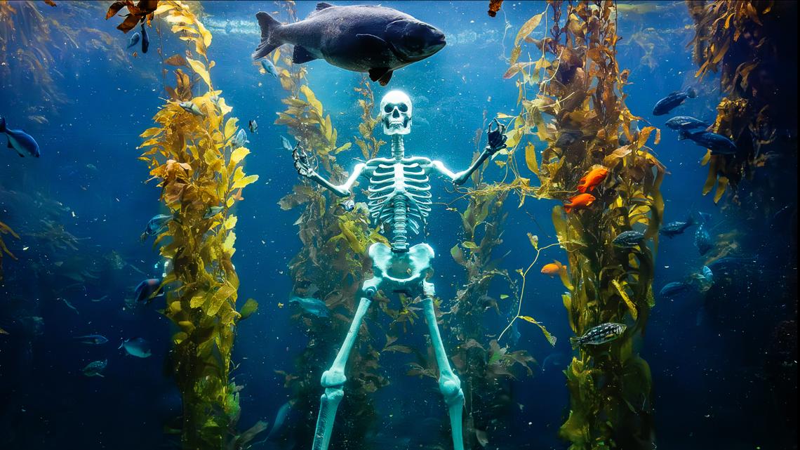 California aquarium adds skeleton to kelp forest for Halloween | kgw.com