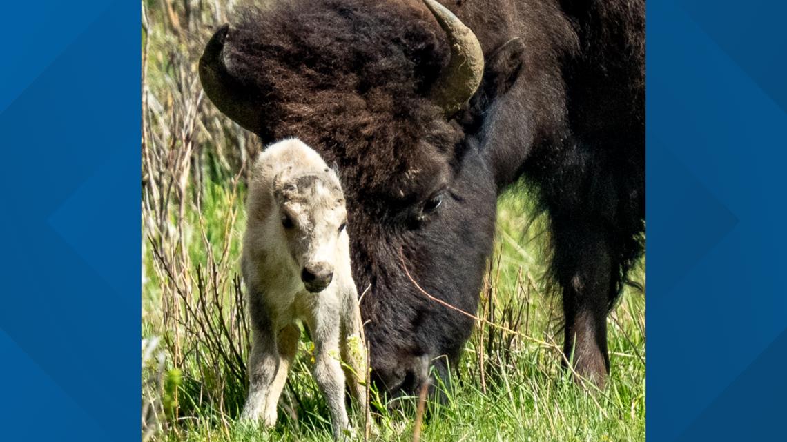 Why a baby bison like the one in Yellowstone could be white | kgw.com