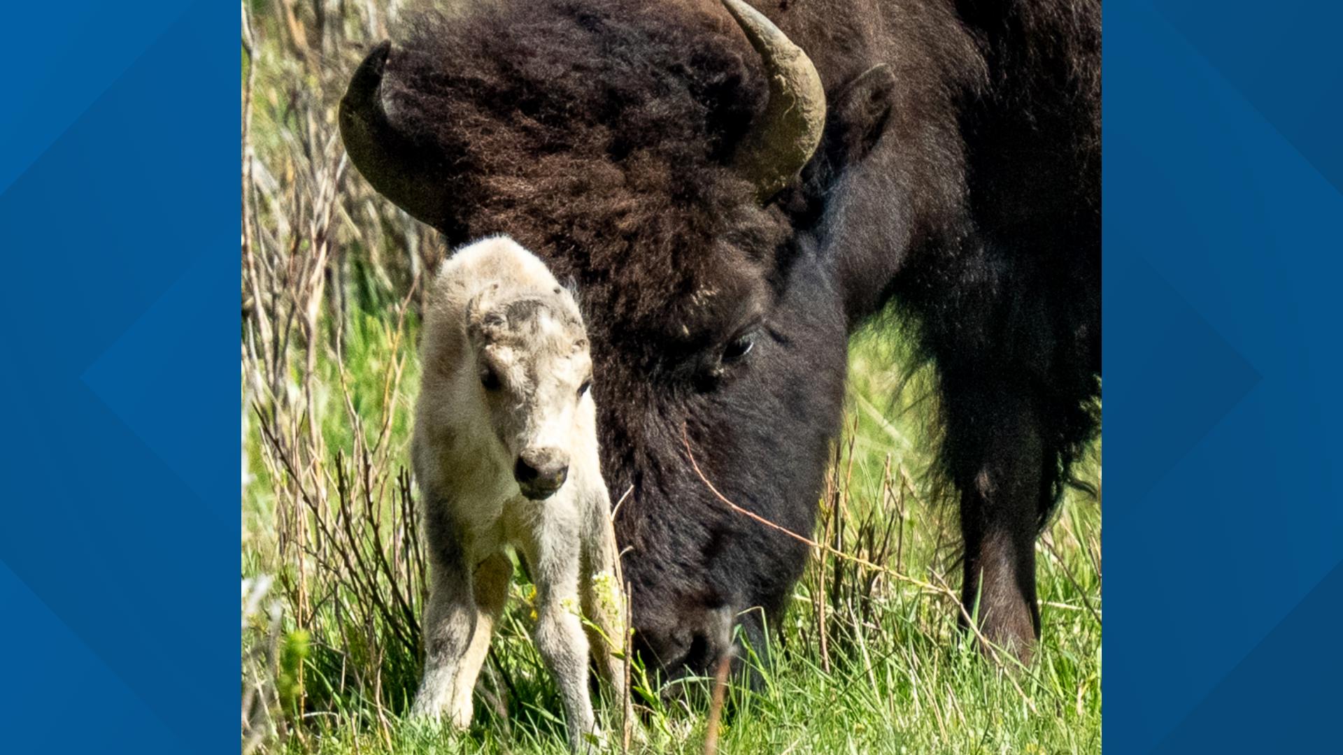 Why a baby bison like the one in Yellowstone could be white | kgw.com
