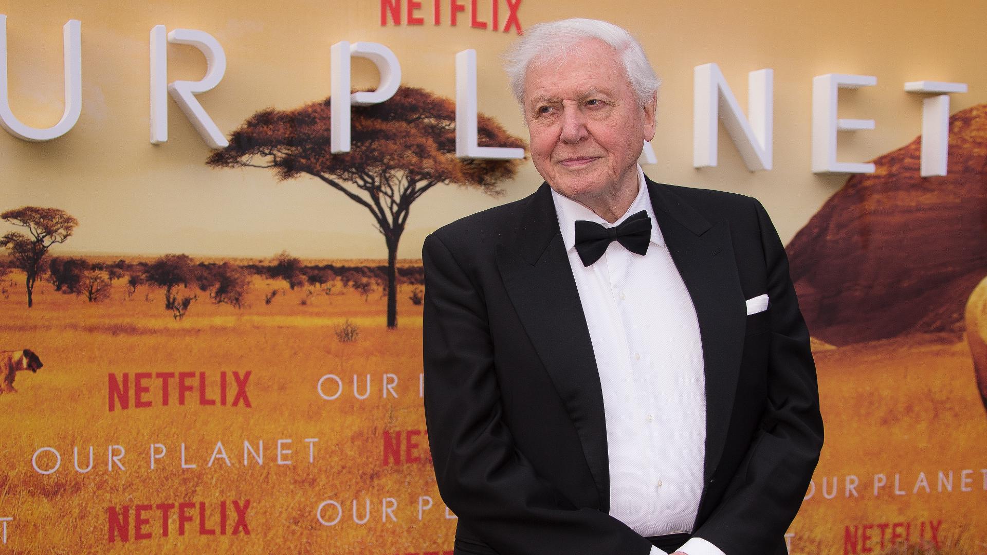 Tiny parasitic wasp named after David Attenborough is his 100th ...