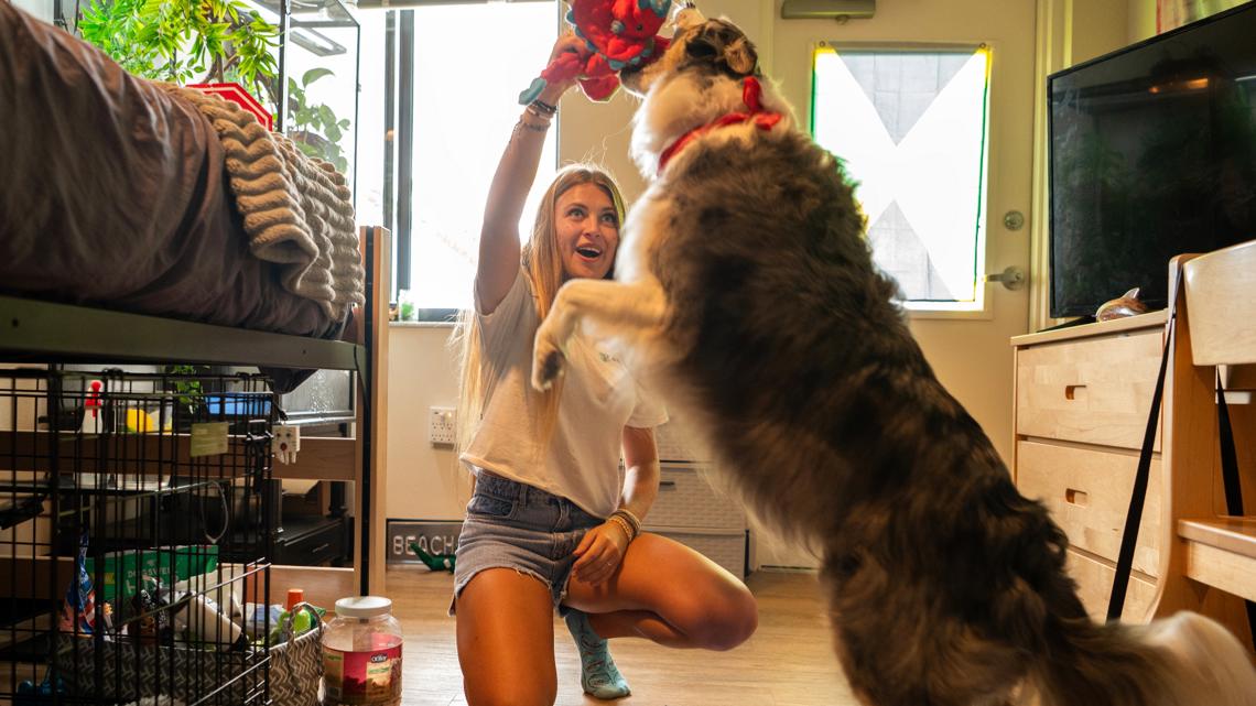 Pets on campus? Here's why some colleges are encouraging animals in ...