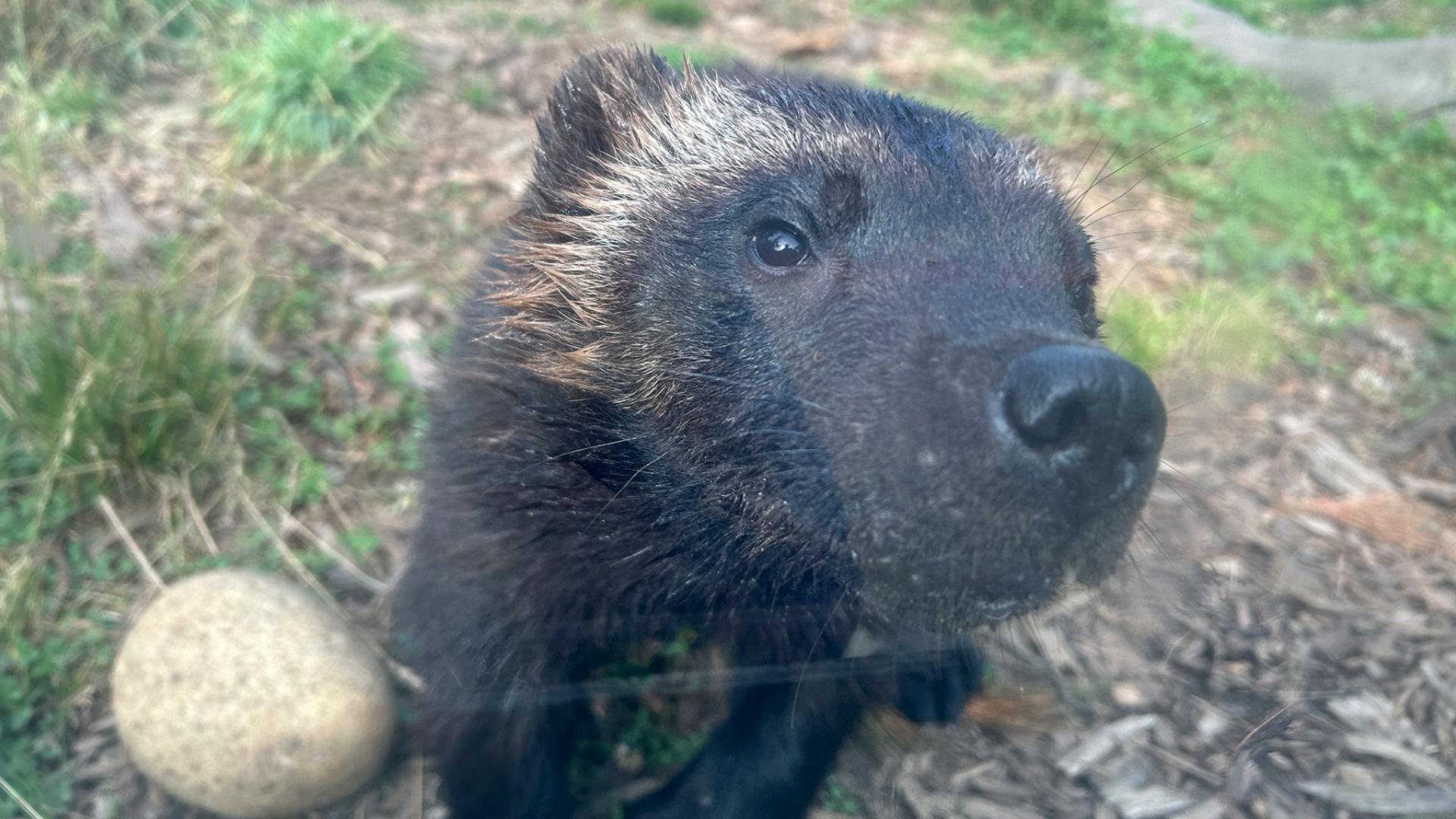 Wolverine sees brighter future after groundbreaking eye surgery | kgw.com
