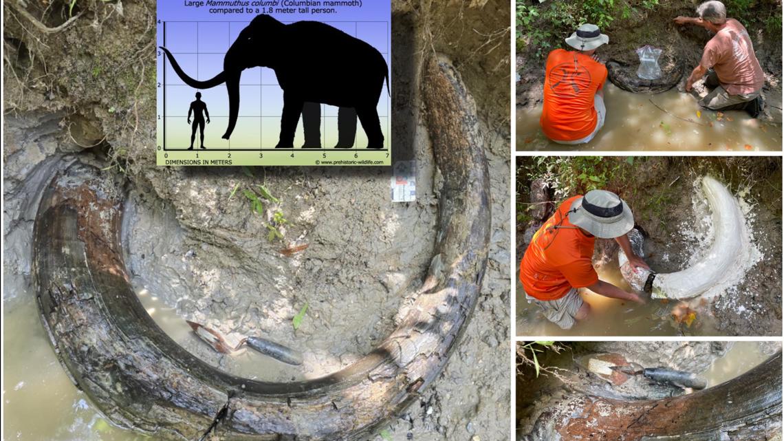 Scientists find elephant tusk fossil from ice age in Mississippi | kgw.com