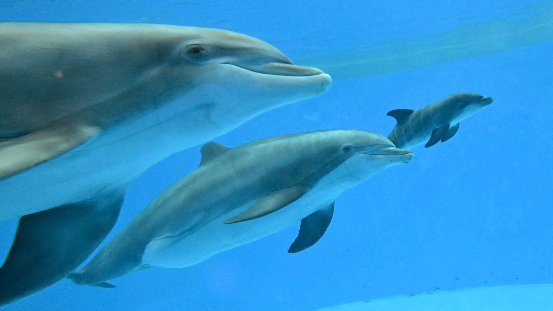 Chicago dolphin calf born with help of fellow mom at zoo | kgw.com