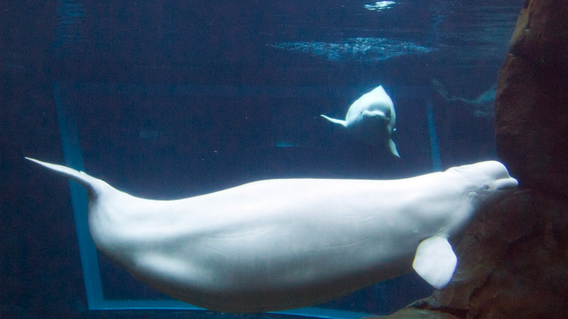 Genetic research shows shared traits between humans, animals | kgw.com