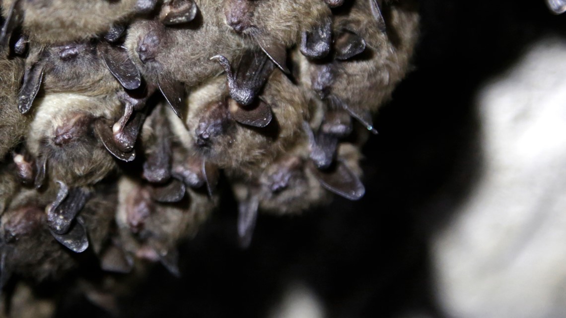 White nose syndrome: Bats showing signs of resilience | kgw.com