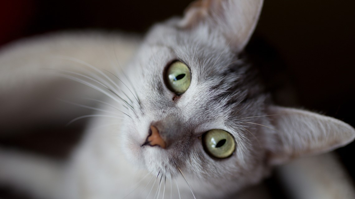 VERIFY: Flushing cat litter can spread a parasite in drinking water ...