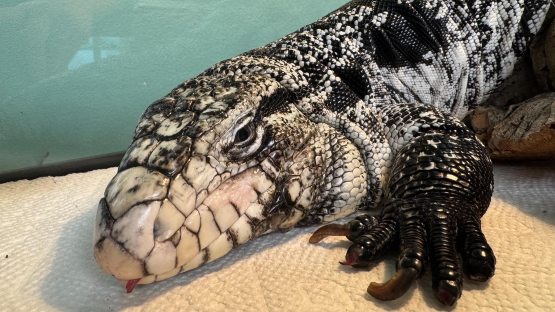 Rhode Island man finds large lizard buried in snow after storm | kgw.com