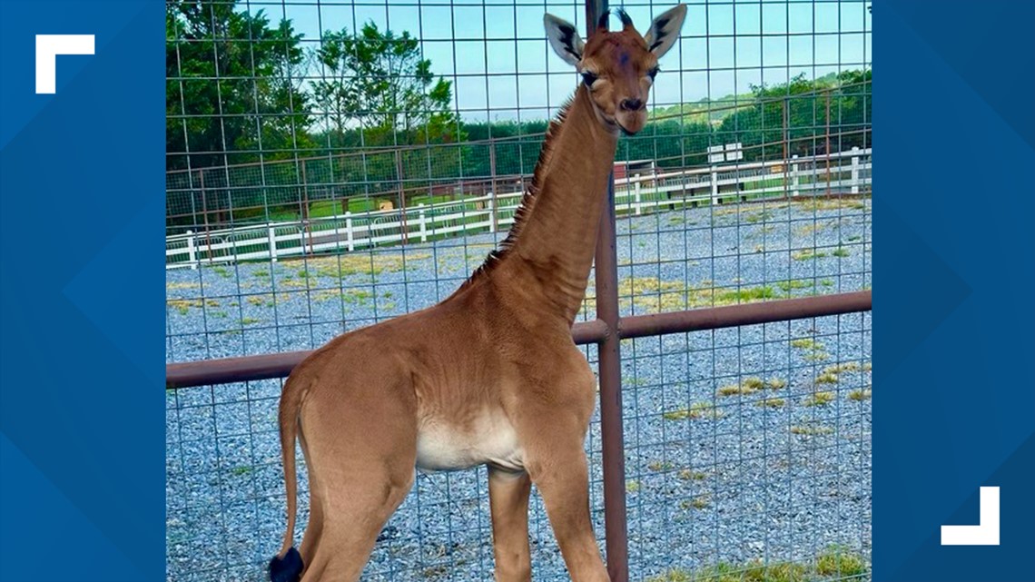 Meet Kipekee, the spotless giraffe born in Tenessee | kgw.com