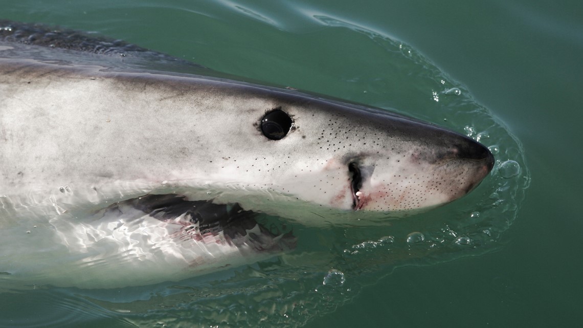 Rising ocean acid endangers shark teeth | kgw.com