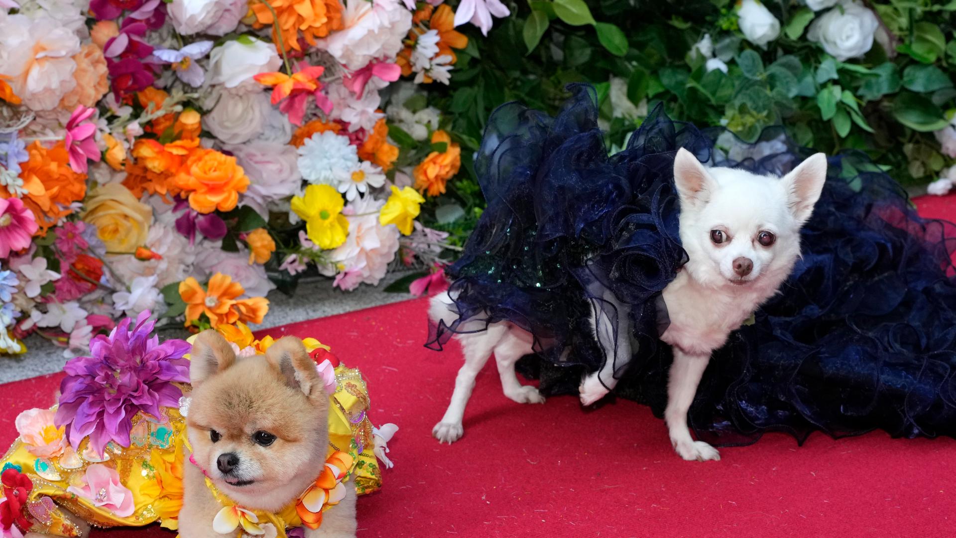 Canines wear couture at American Kennel Club Pet Gala | kgw.com
