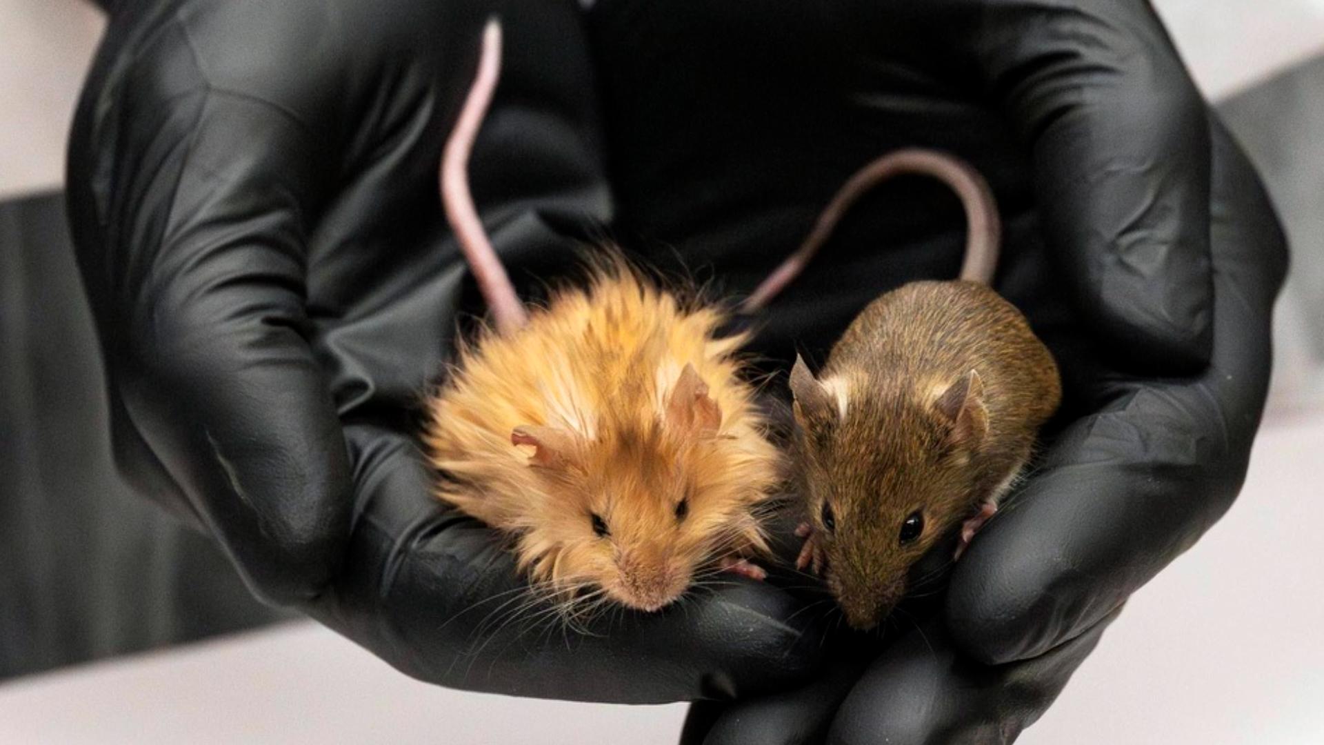 Scientists genetically engineer 'woolly mice' | kgw.com