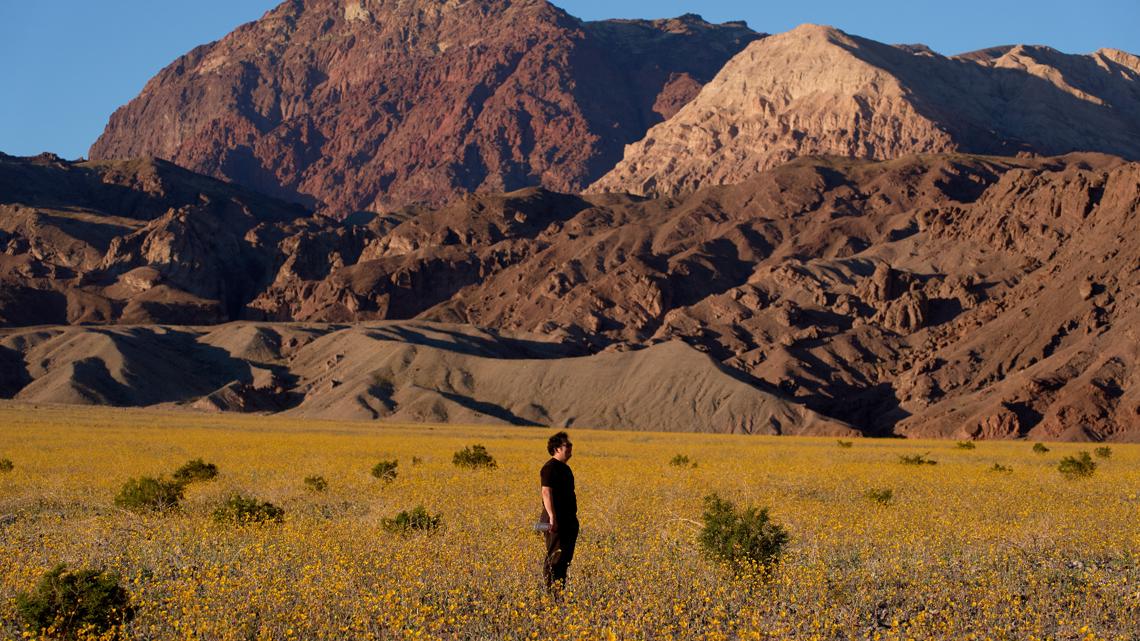 Death Valley is bursting with life during a rare wildflower superbloom ...