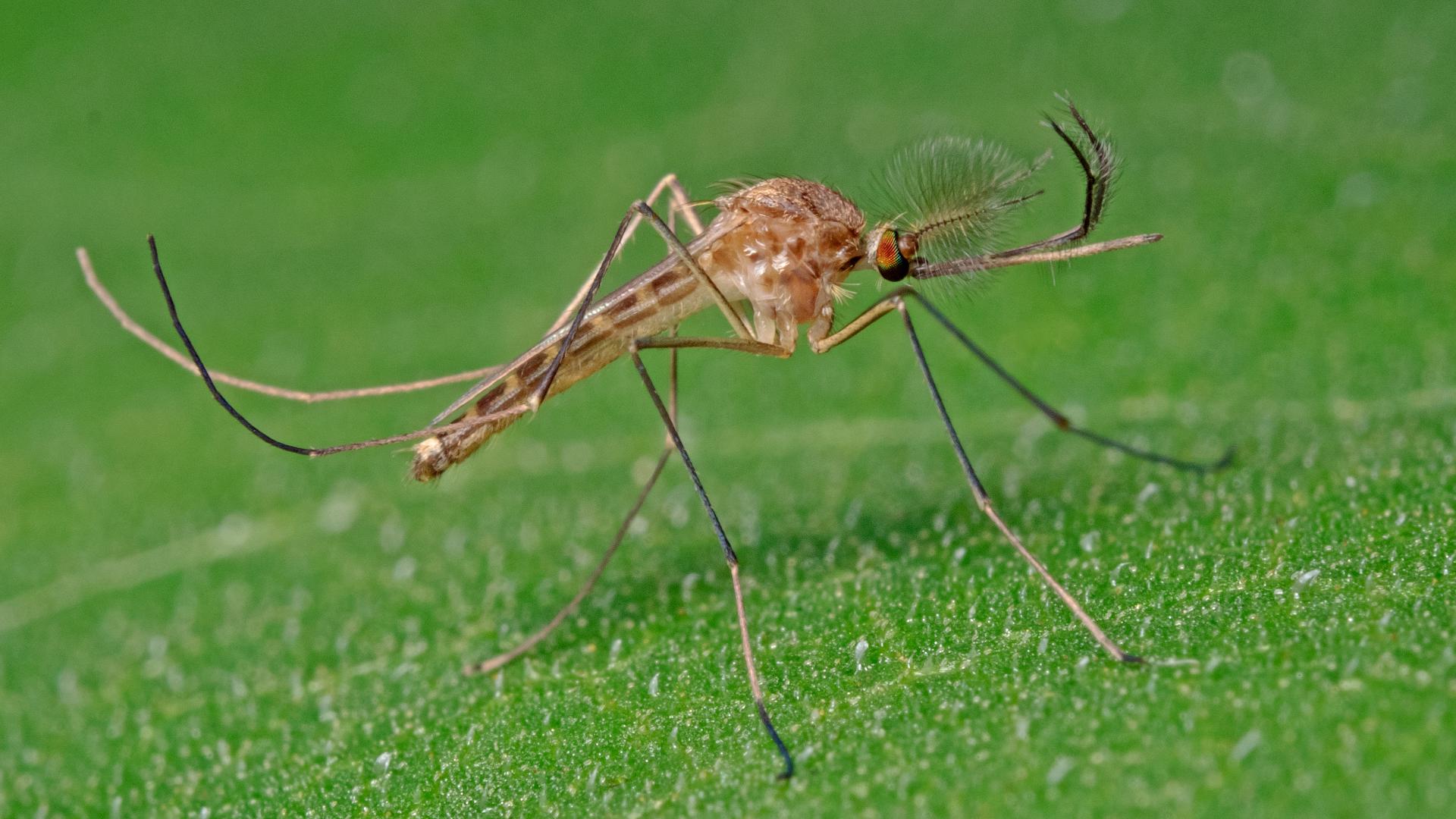 First wild mosquitoes found in Iceland | kgw.com