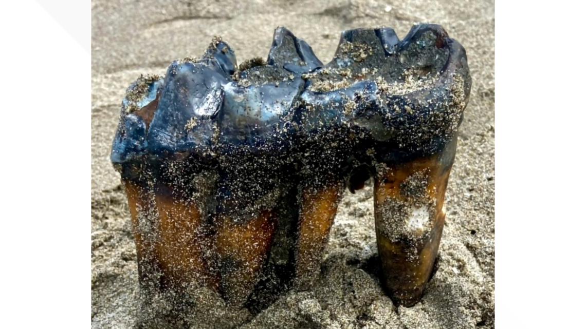 Woman finds ancient mastodon tooth on California beach | kgw.com