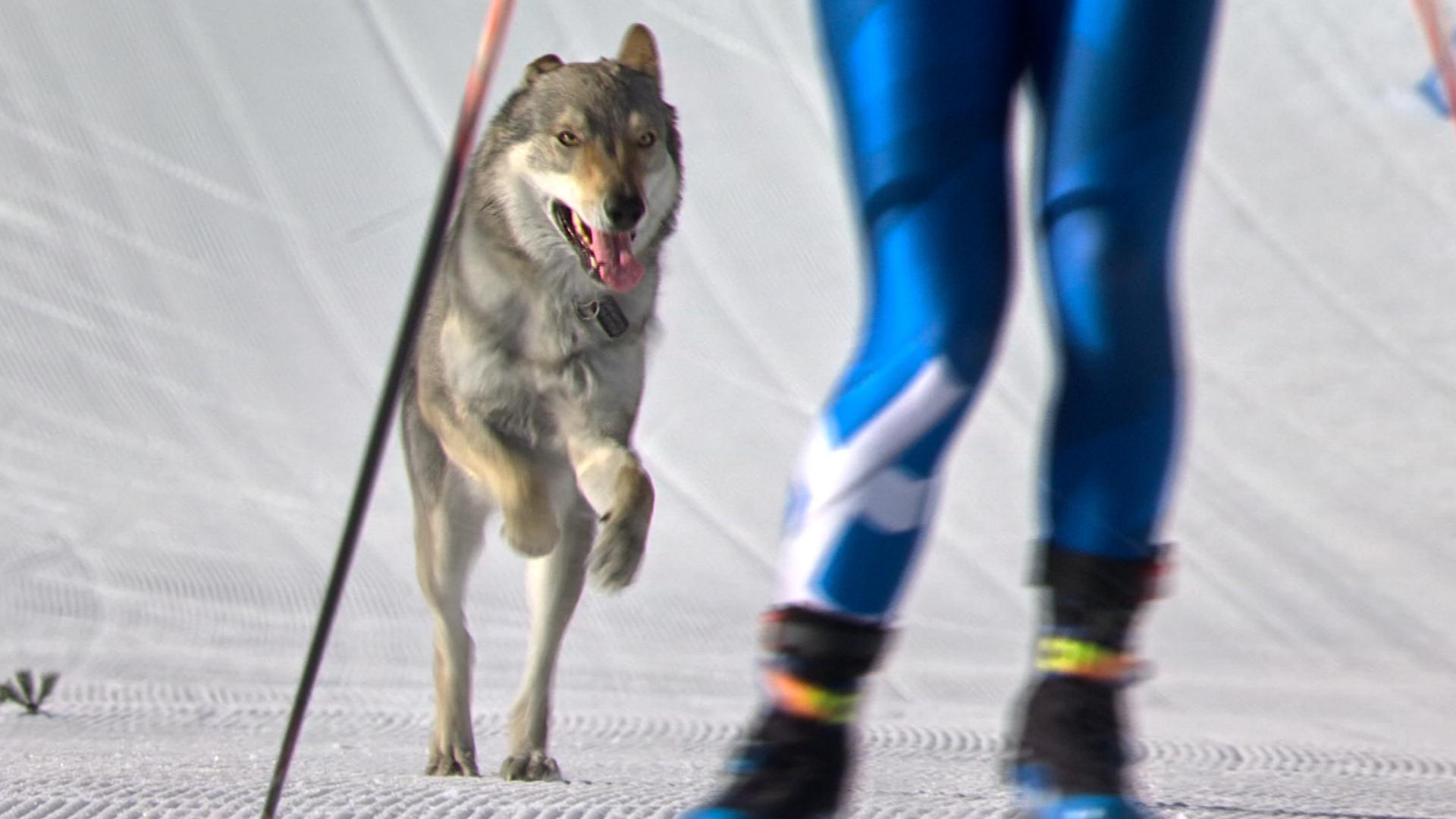 WATCH: Dog crashes cross-country skiing course at Winter Olympics | kgw.com