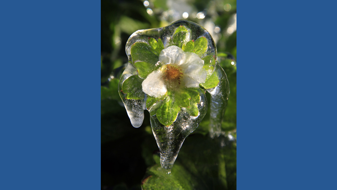 Why you should water your plants before it freezes | kgw.com