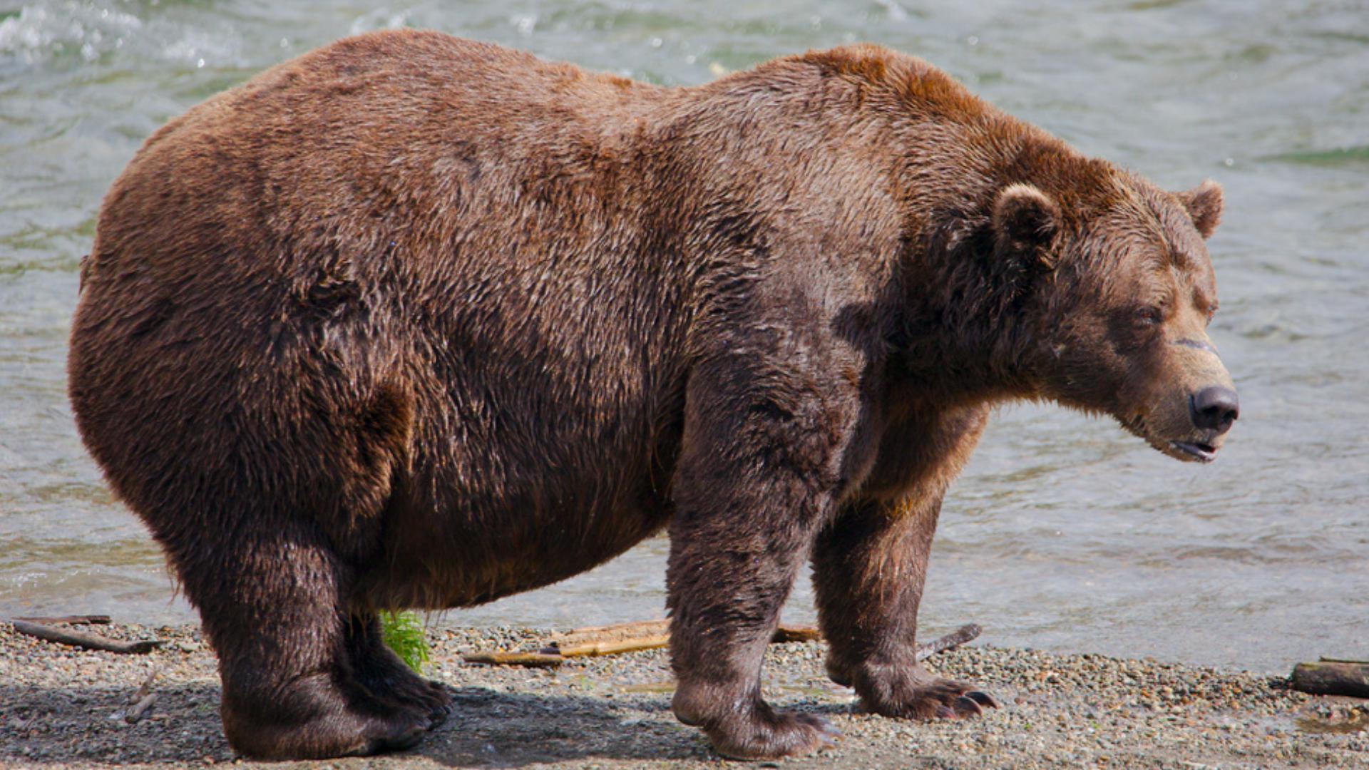 32 Chunk wins 2025 Fat Bear Week with record votes | kgw.com