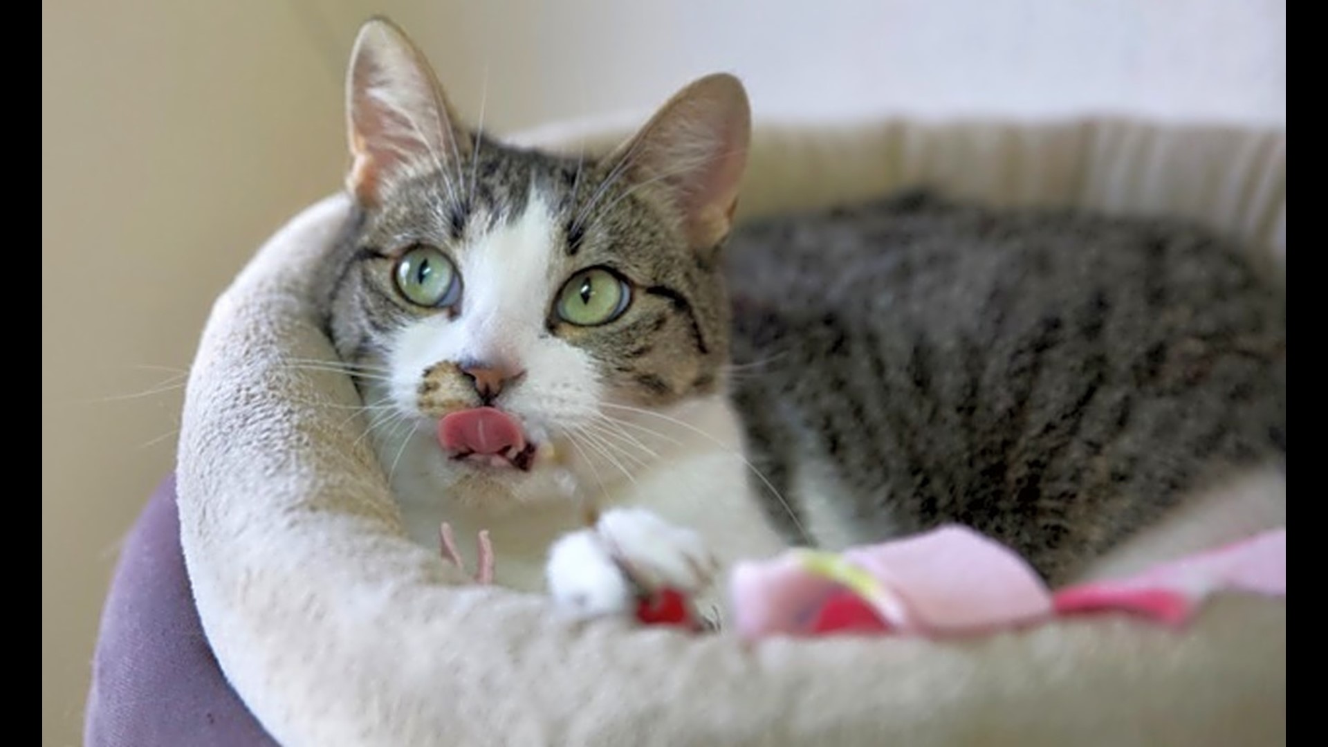 Cats in Portland looking for their fur-ever homes | kgw.com