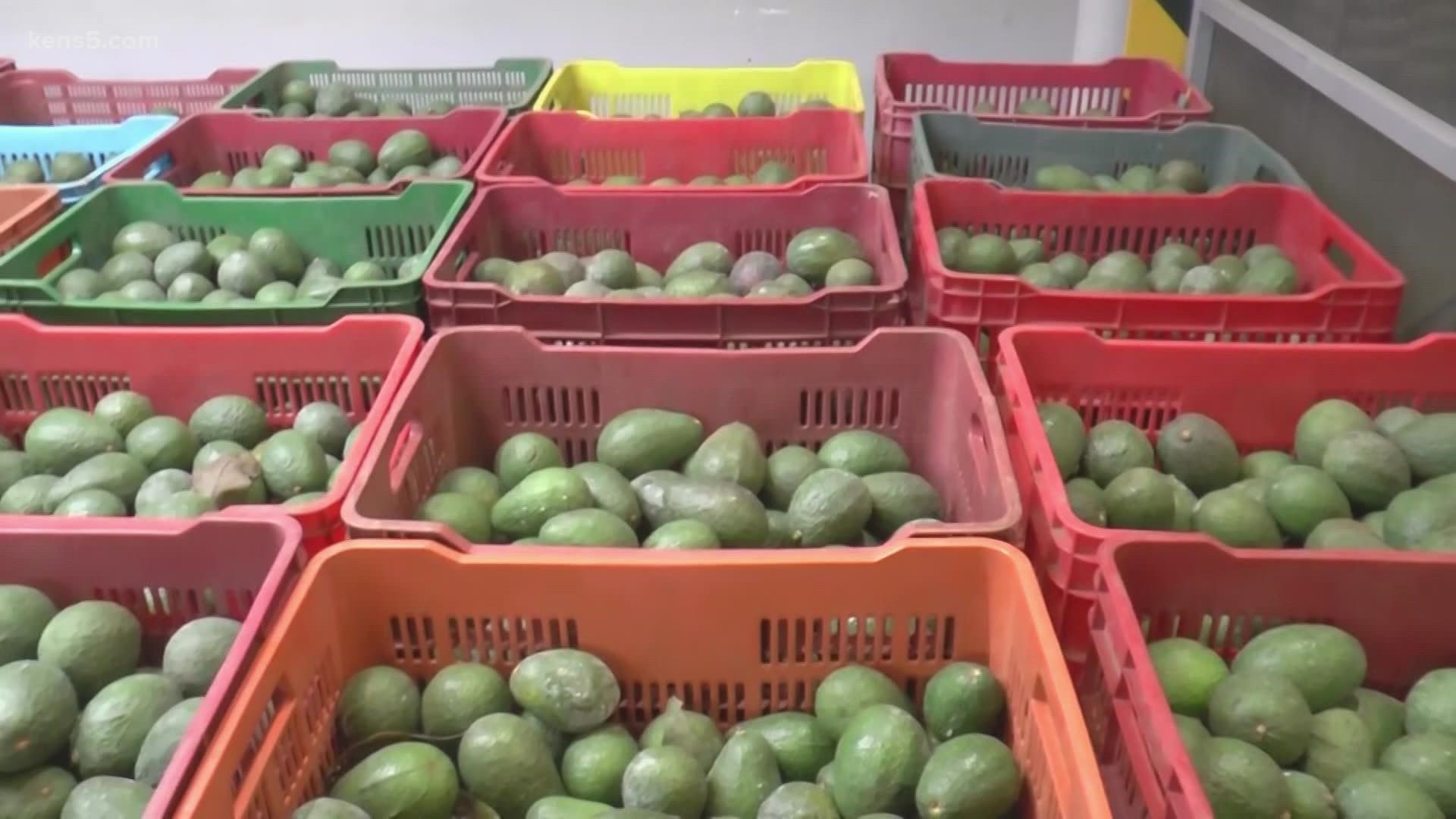 Avocados from Mexico plague growers narco violence | kgw.com