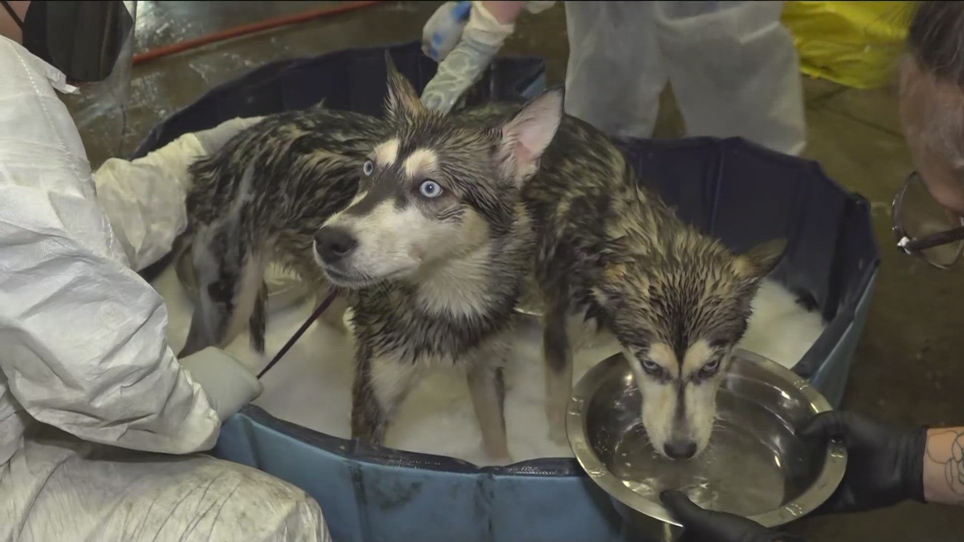 San Diego Humane Society aids pets after plane crash | kgw.com