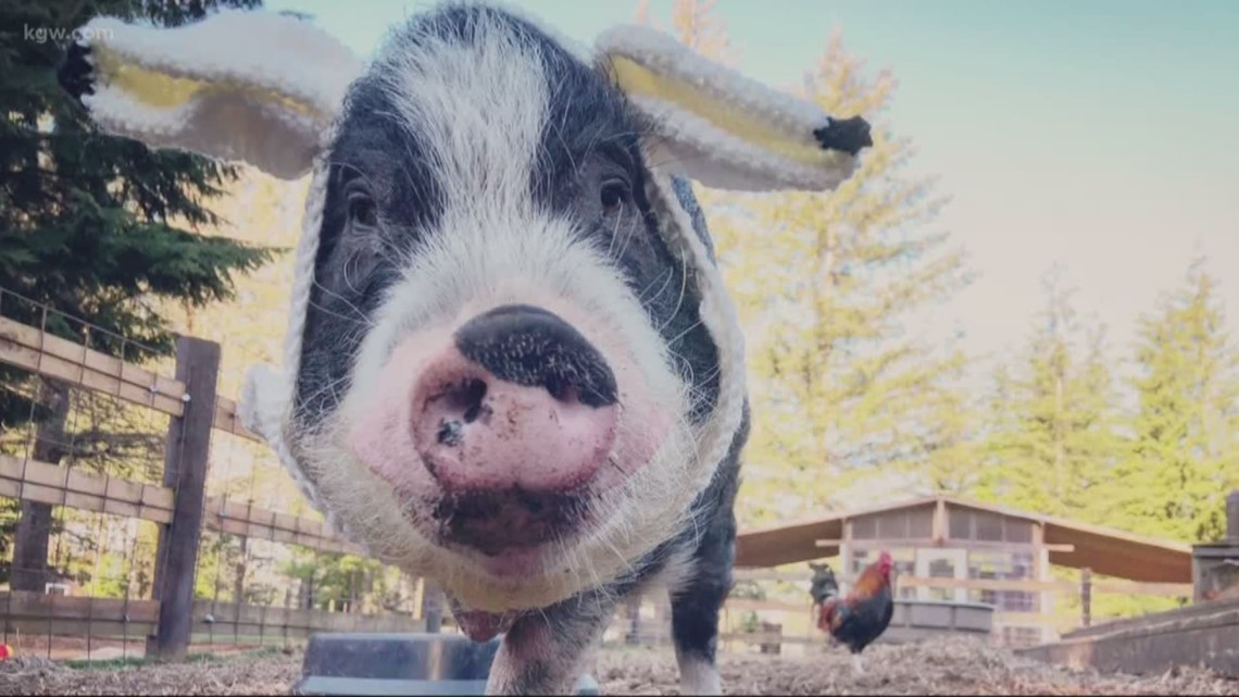 Neglected, special needs animals thrive at Wash. farm | kgw.com