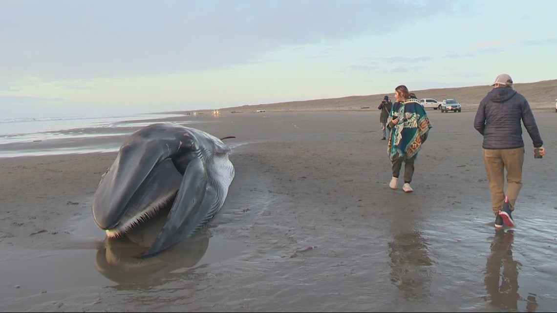 Dead whale washes up along Oregon coast | kgw.com