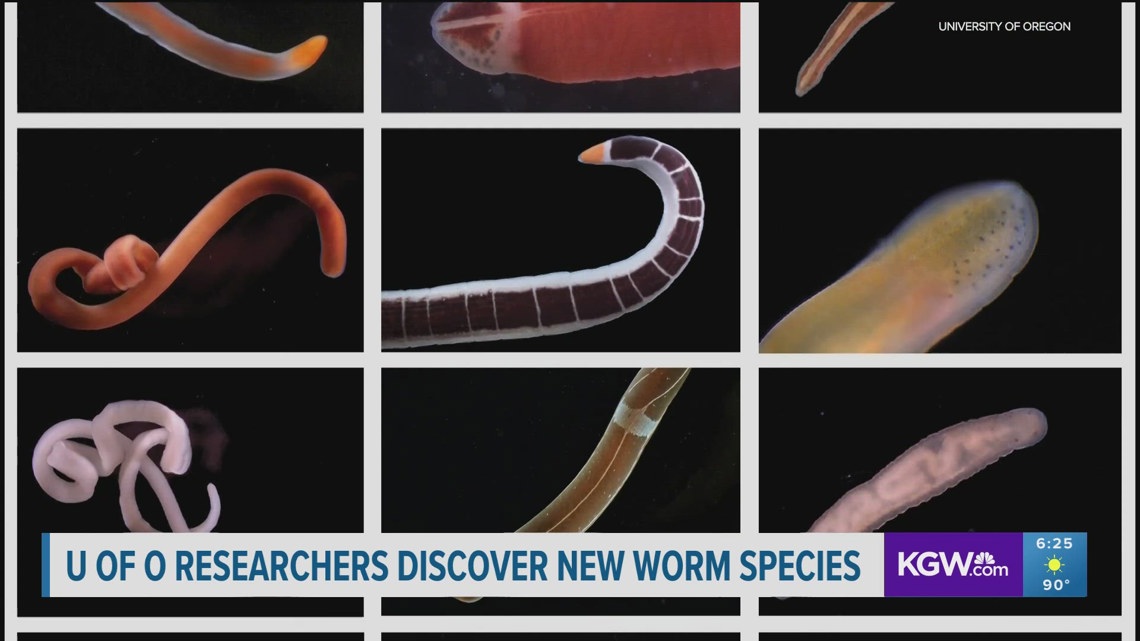 University of Oregon researchers discover new ocean worm species | kgw.com