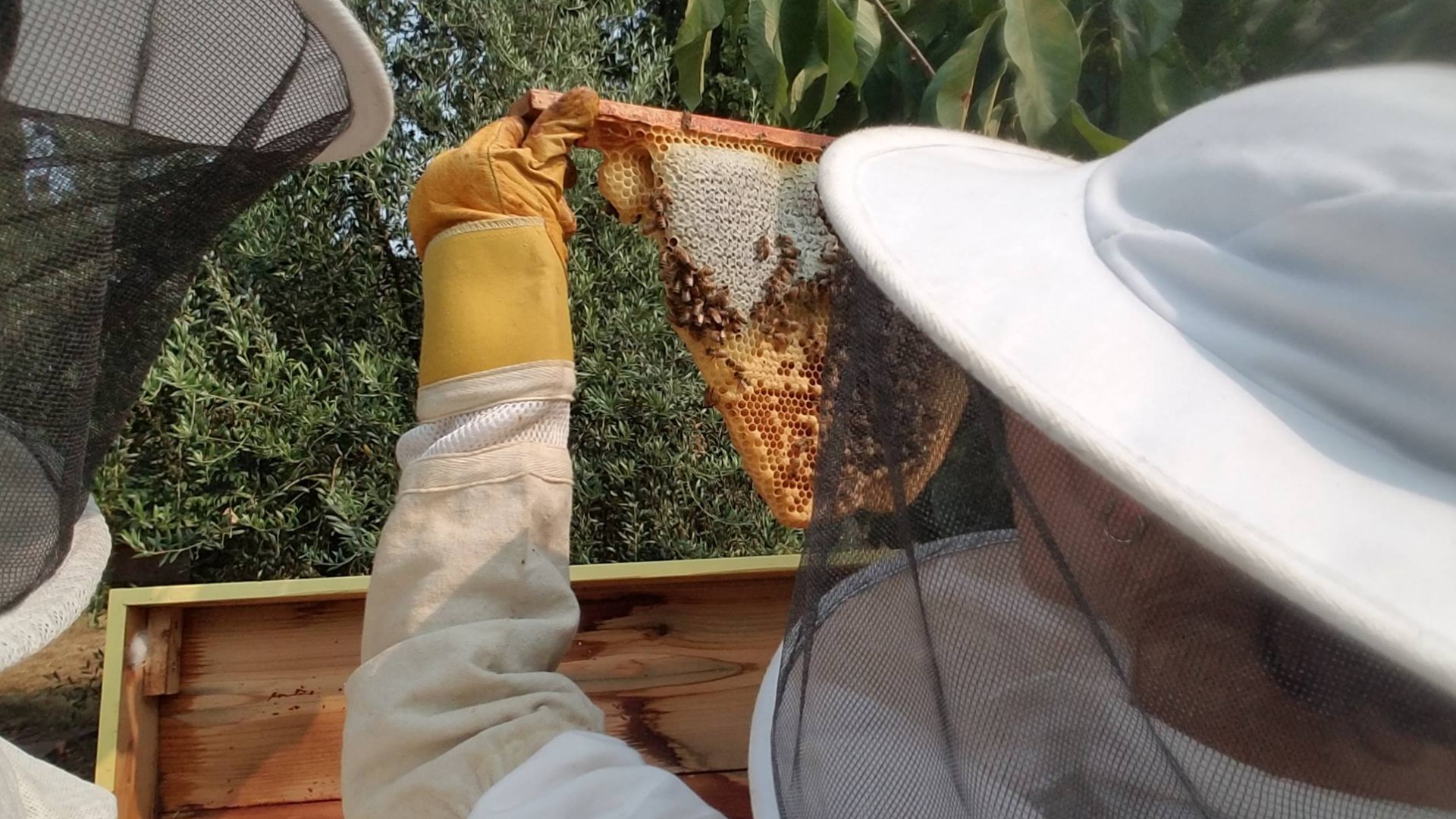 Portland beekeeper creates deliciously weird honey concoctions | kgw.com