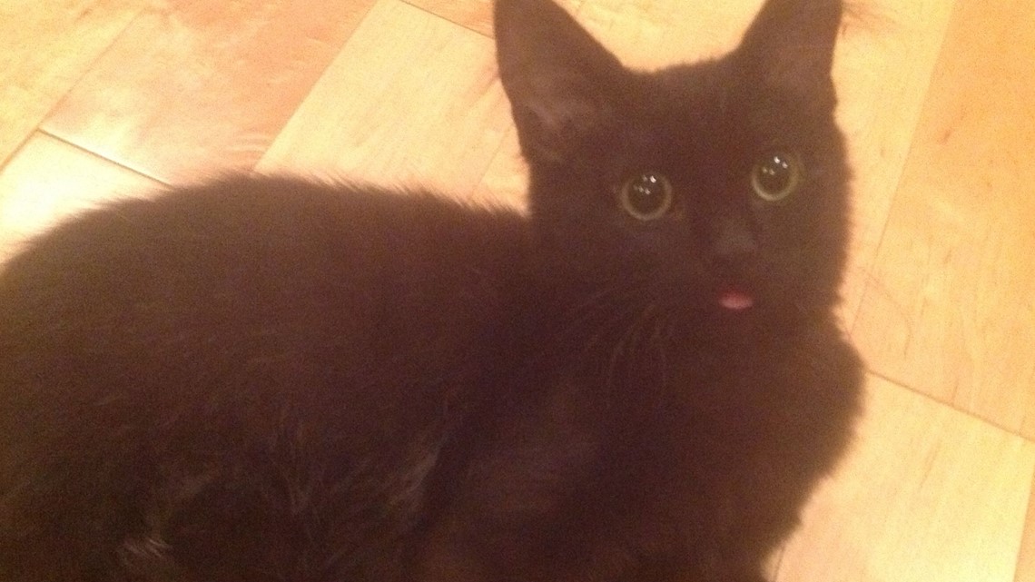 Lost Portland cat turns up 1,300 miles away | kgw.com