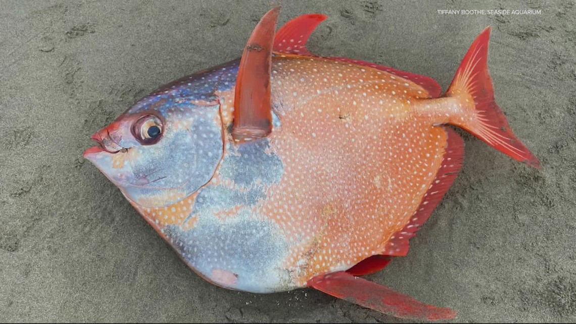 Opah, fish rare to Oregon Coast, found on Sunset Beach | kgw.com