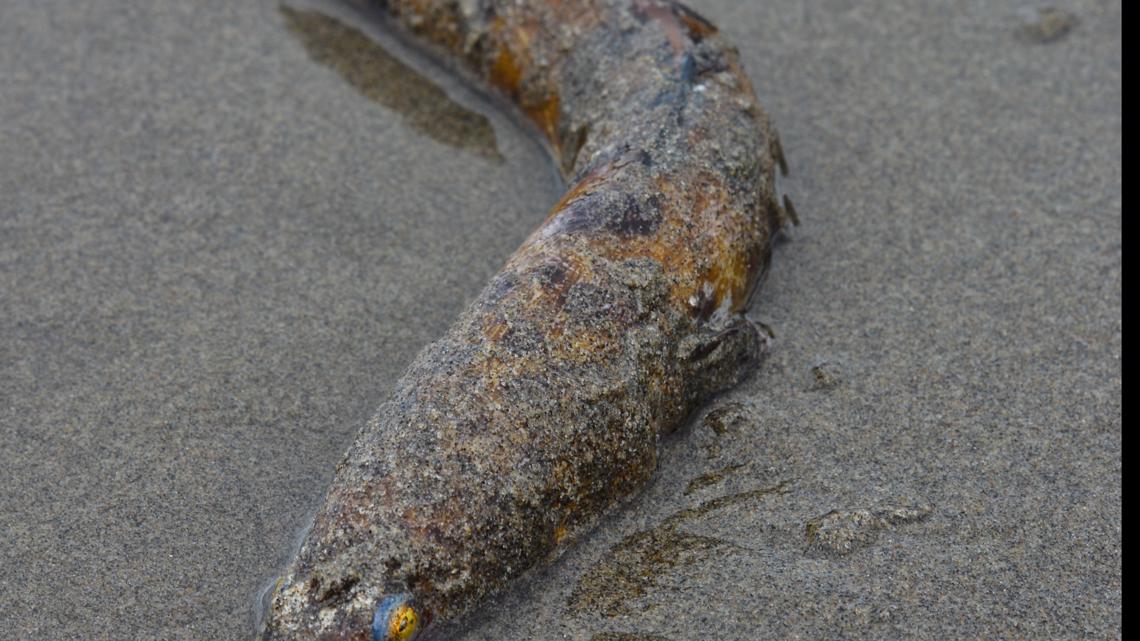 Rare sighting of Pacific snake-eel near Sunset Beach in Oregon | kgw.com