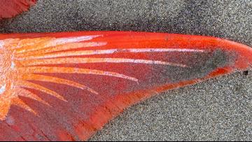 Opah, fish rare to Oregon Coast, found on Sunset Beach | kgw.com