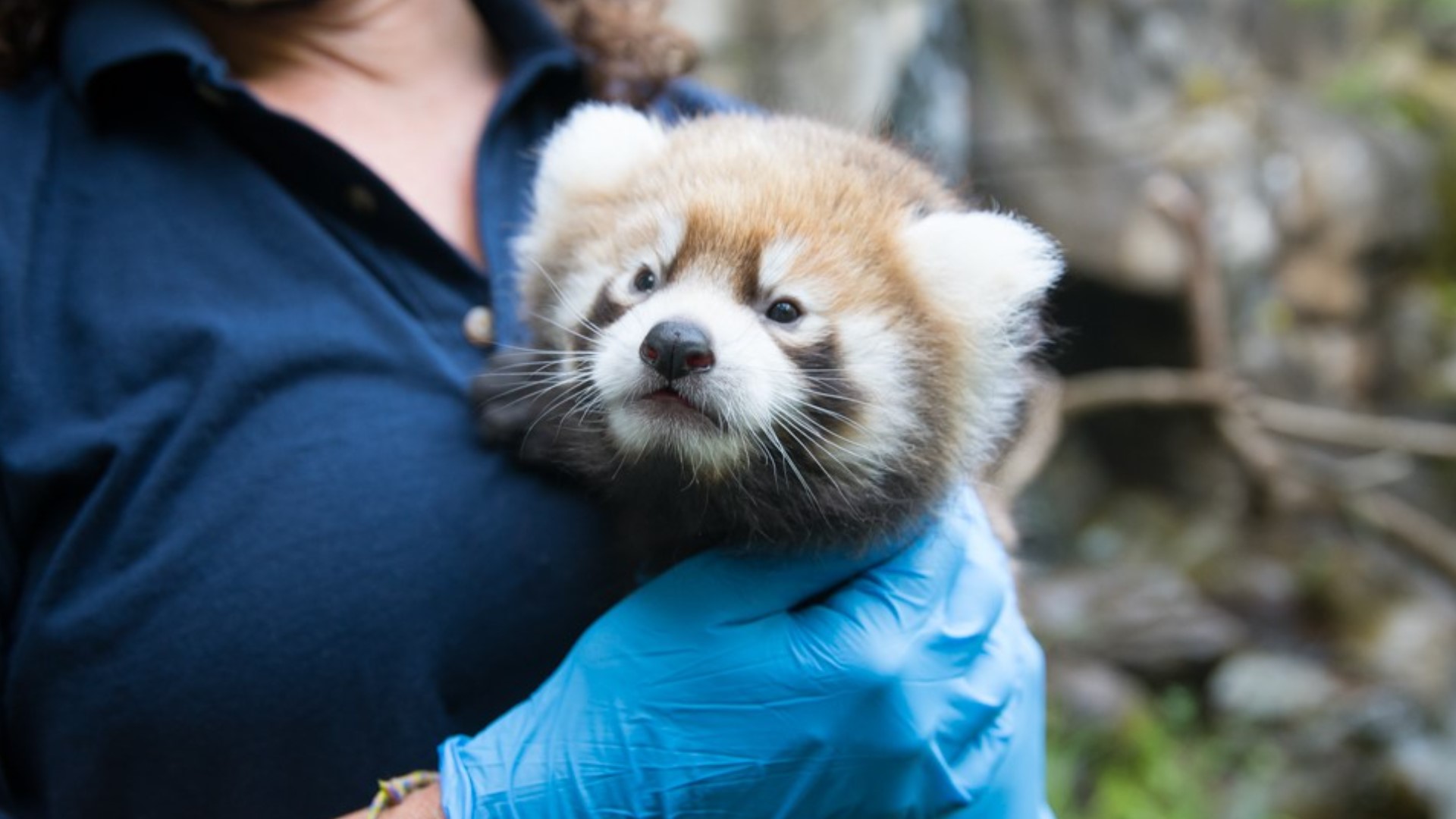 Help name the Oregon Zoo's new baby red panda | kgw.com