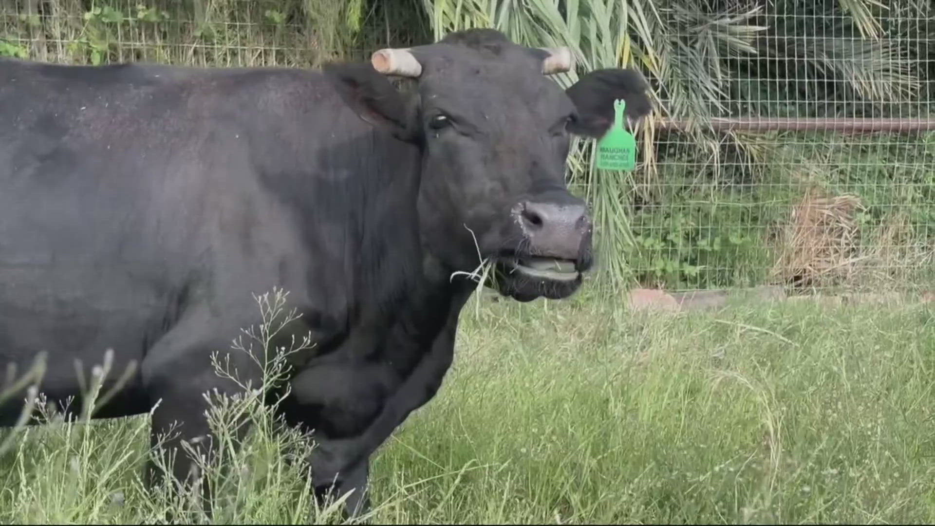 Escaped cow gets second lease on life in Arizona: Meet Mootilda | kgw.com