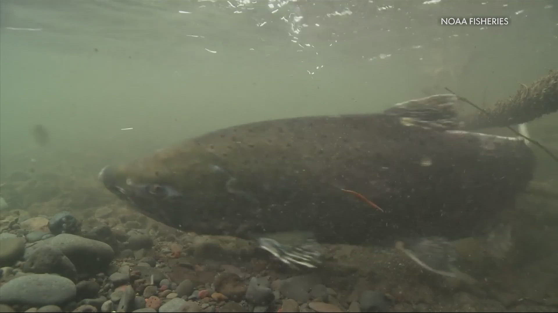 Oregon files emergency injunction for Columbia River salmon protections ...