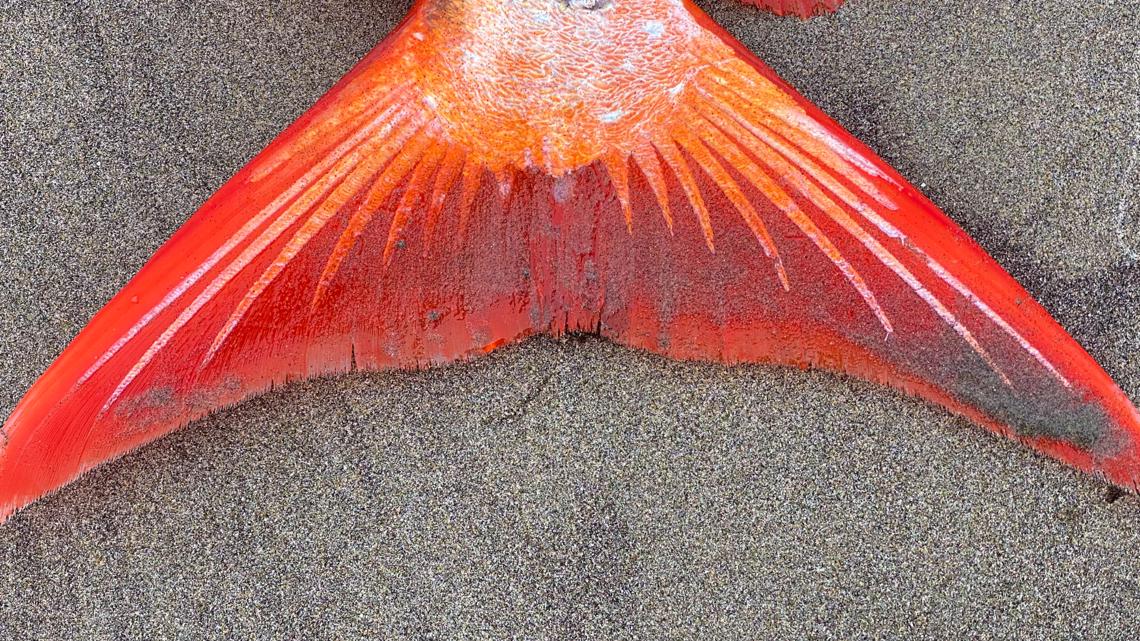 Opah, fish rare to Oregon Coast, found on Sunset Beach | kgw.com