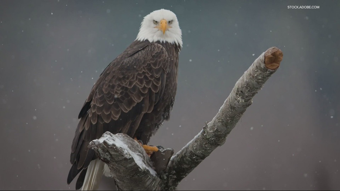 Bald eagle becomes America’s official national bird | kgw.com