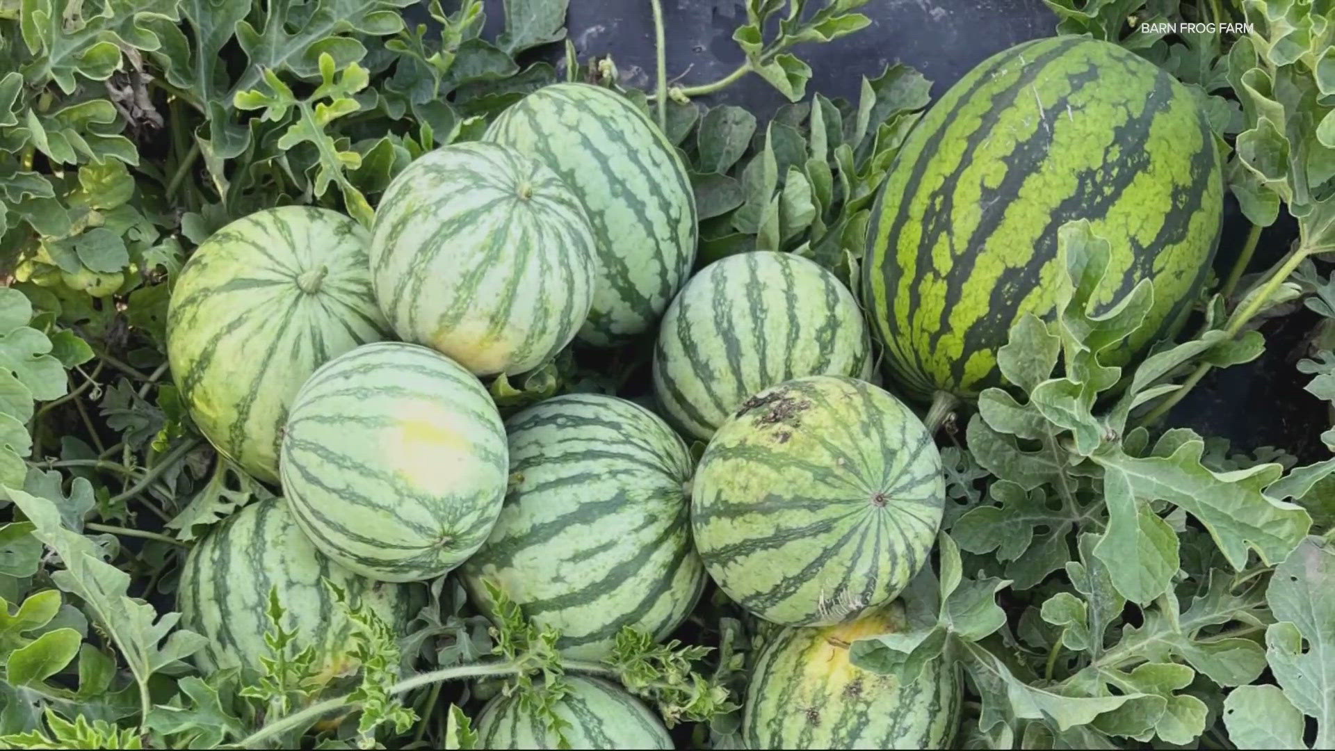 Farms in Oregon offer fresh-grown summer watermelons | kgw.com