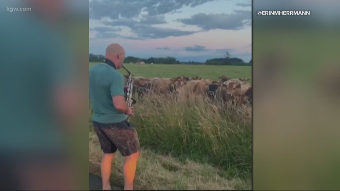 Man practicing saxophone met with herd of admiring Oregon cows | kgw.com