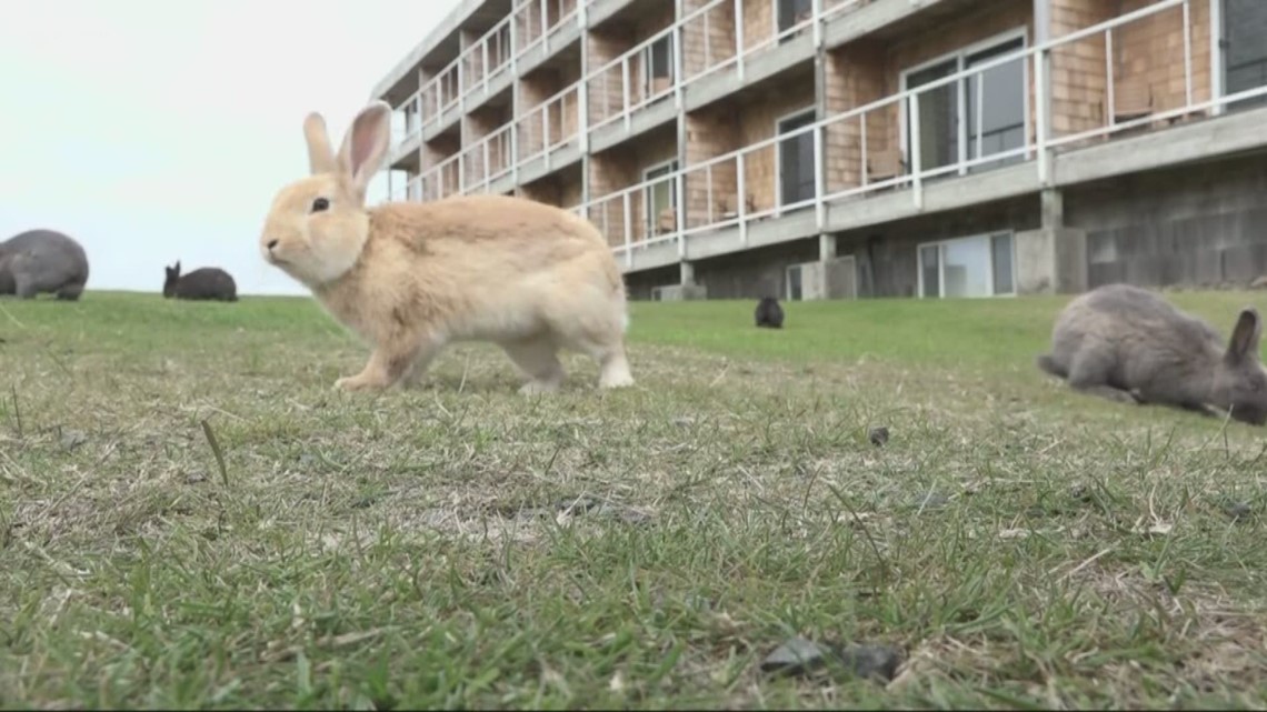 Rabbit infestation in Cannon Beach | kgw.com