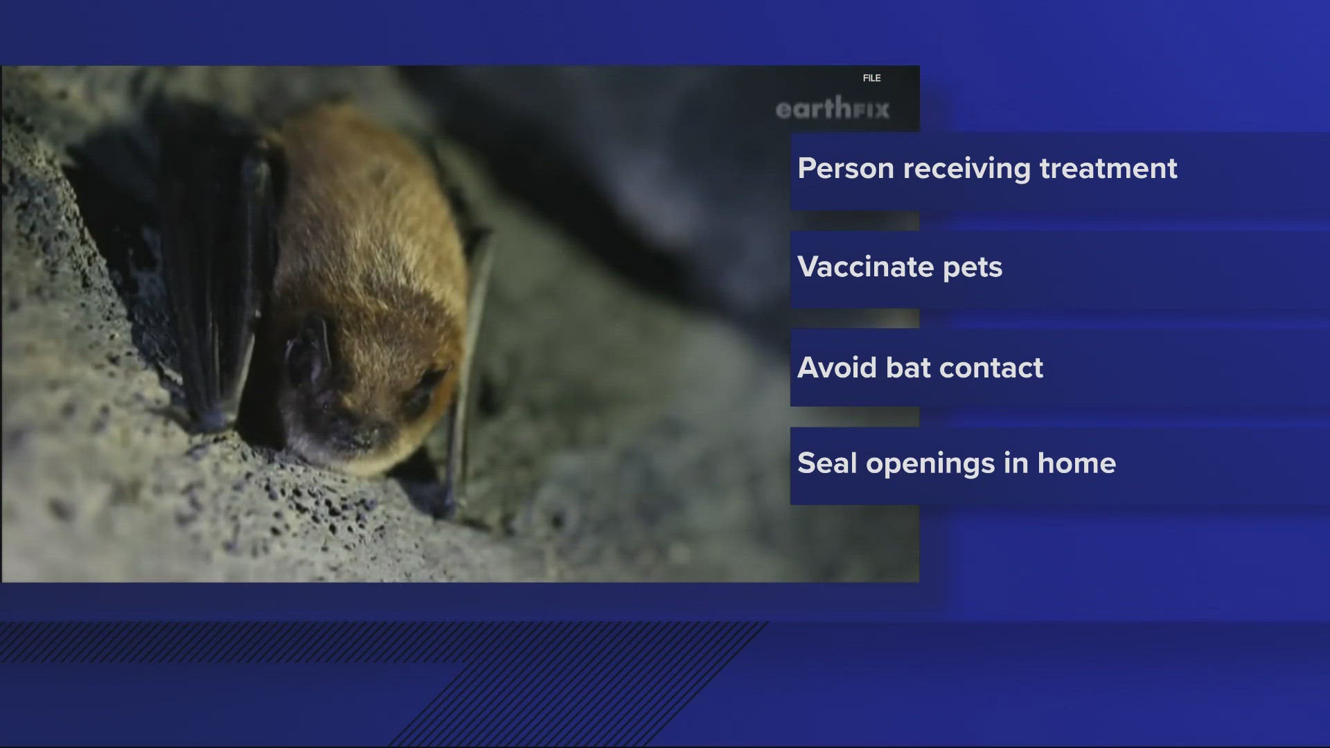 Bat in Molalla tests positive for rabies | kgw.com