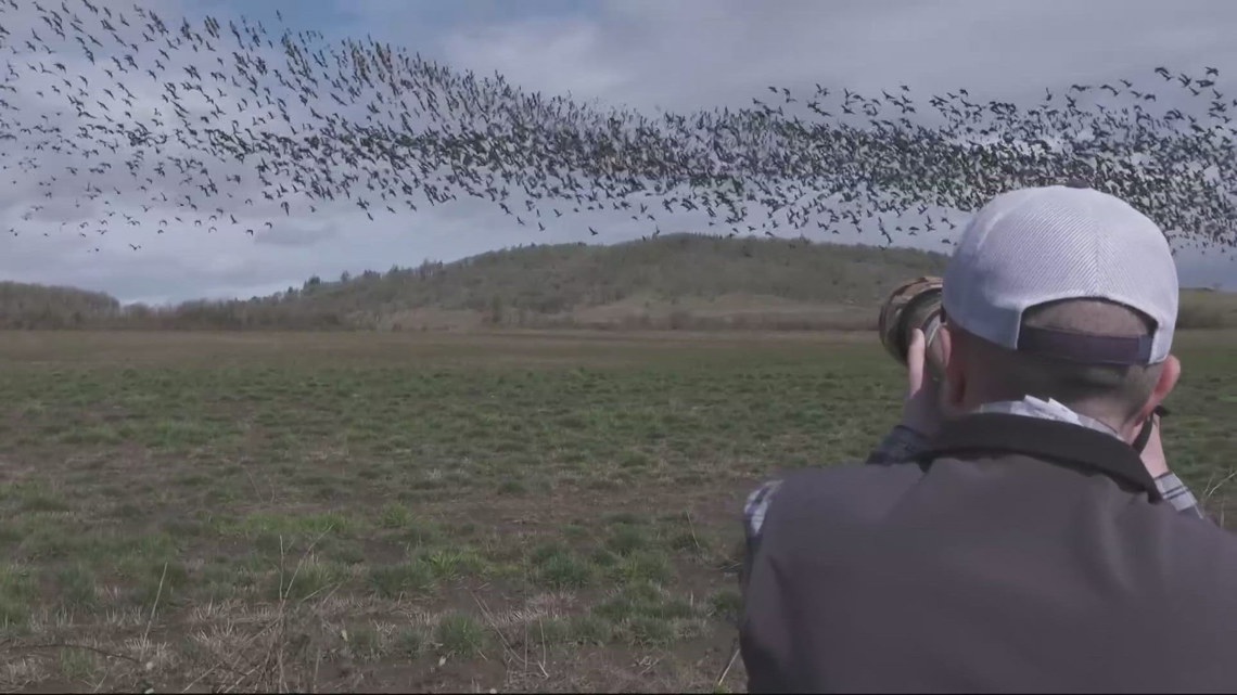 Photographer captures geese at Baskett Slough Wildlife Refuge | kgw.com