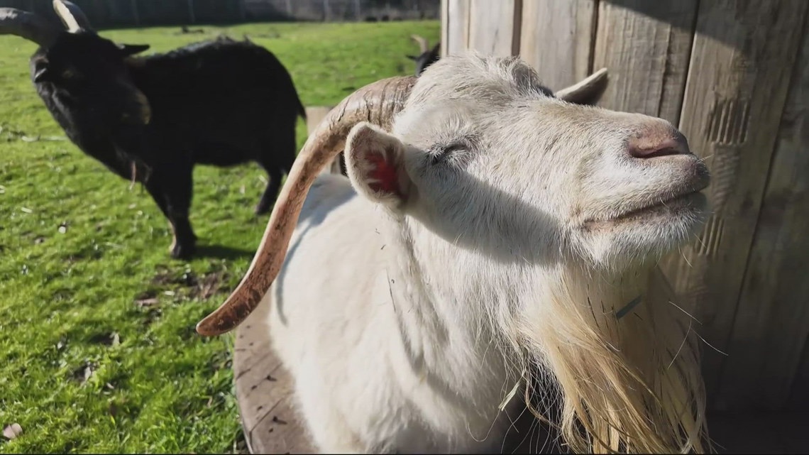 Portland's aging Belmont goats looking for their permanent home | kgw.com