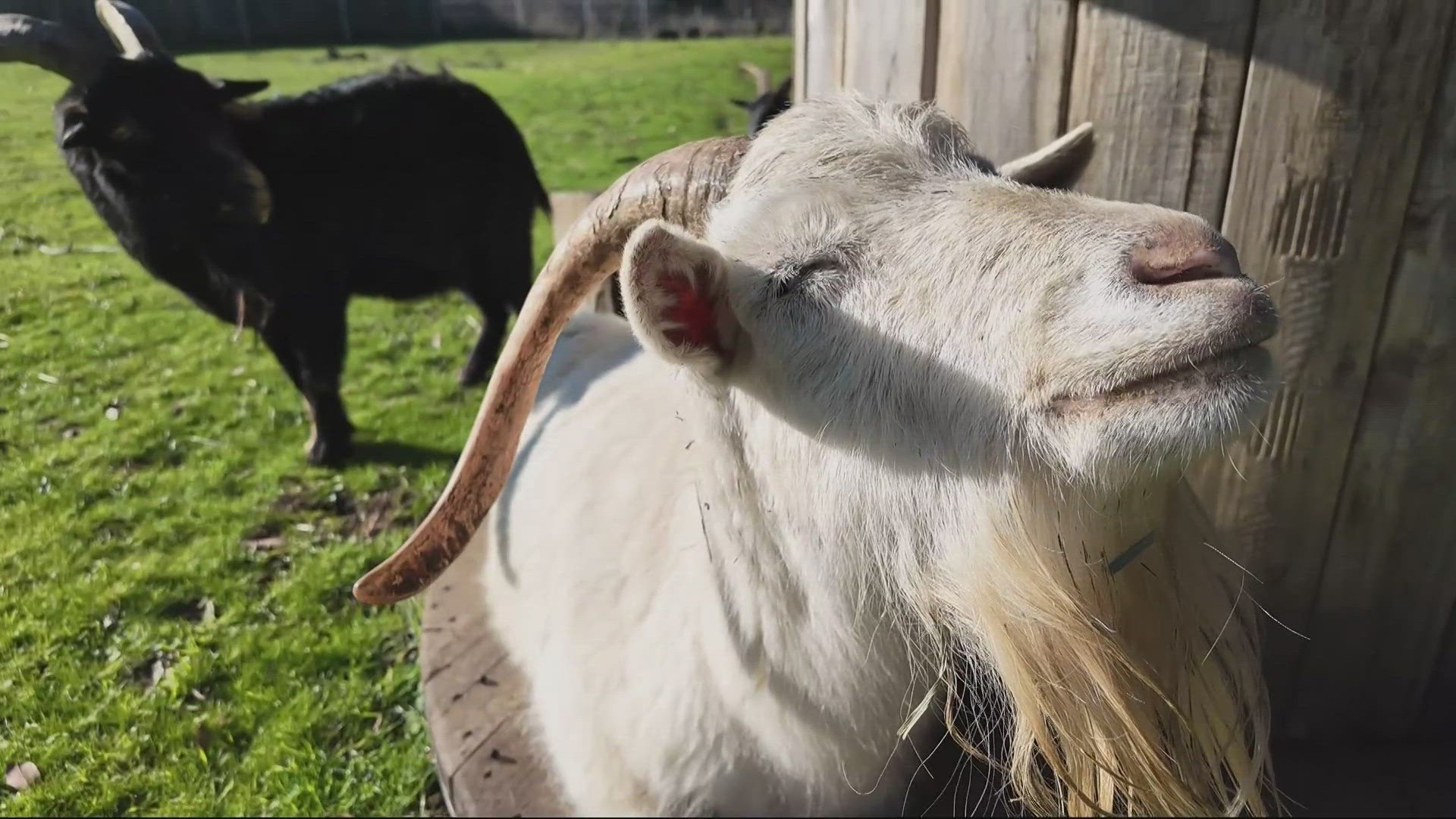 Portland's Belmont Goats looking for new, permanent home | kgw.com